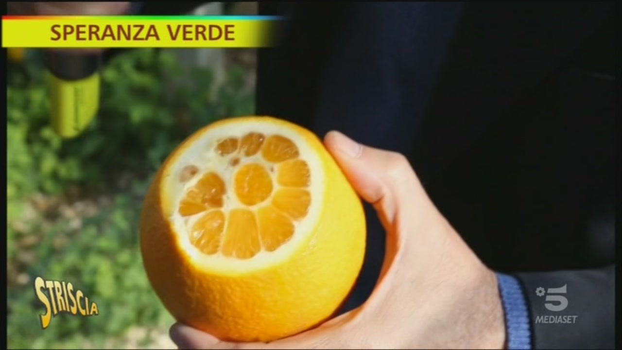 Le arance di Ribera - Striscia la notizia