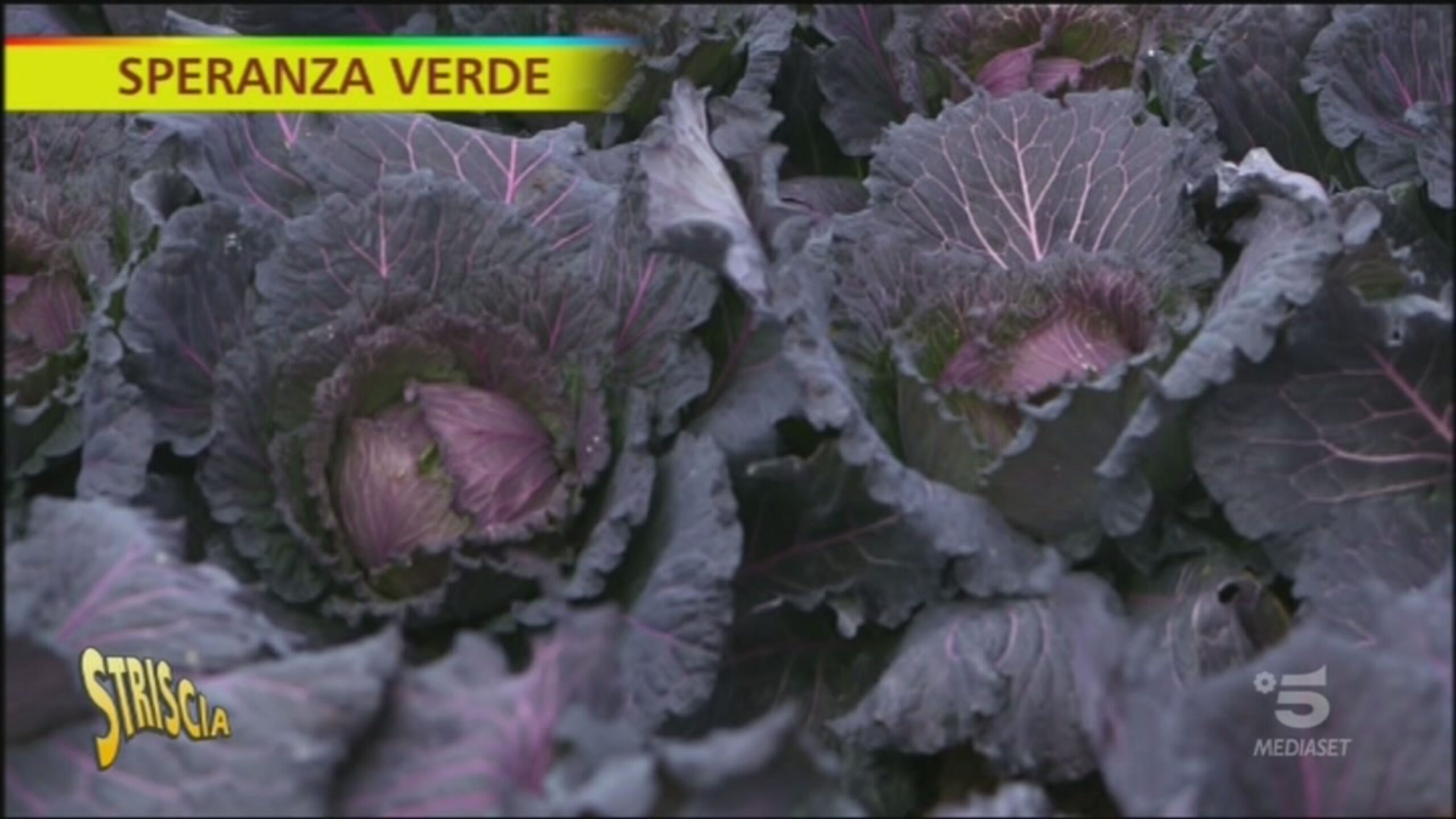 Perché la verza rossa fa bene - Striscia la notizia