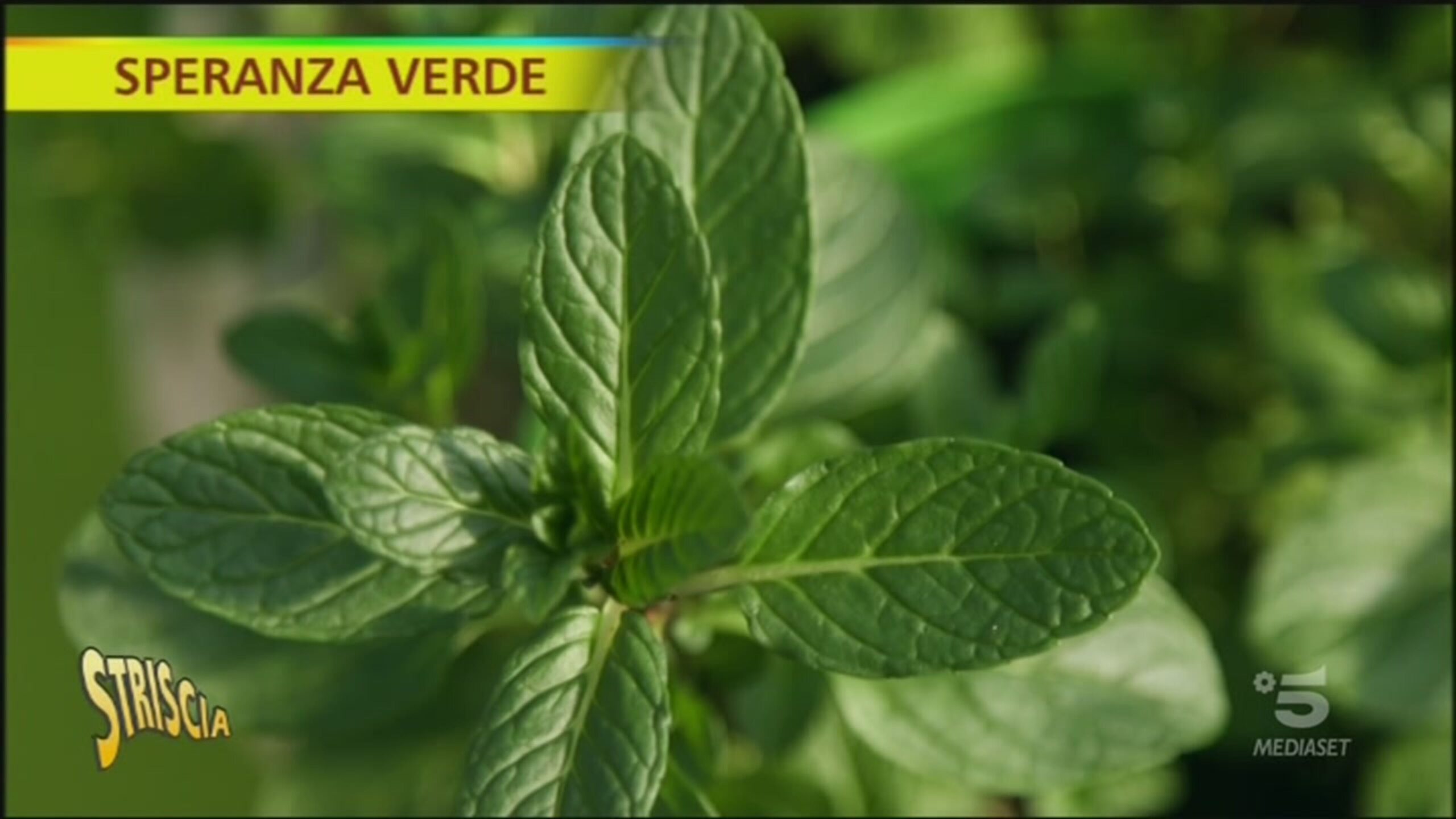 Menta e mentuccia, proprietà e benefici - Striscia la notizia