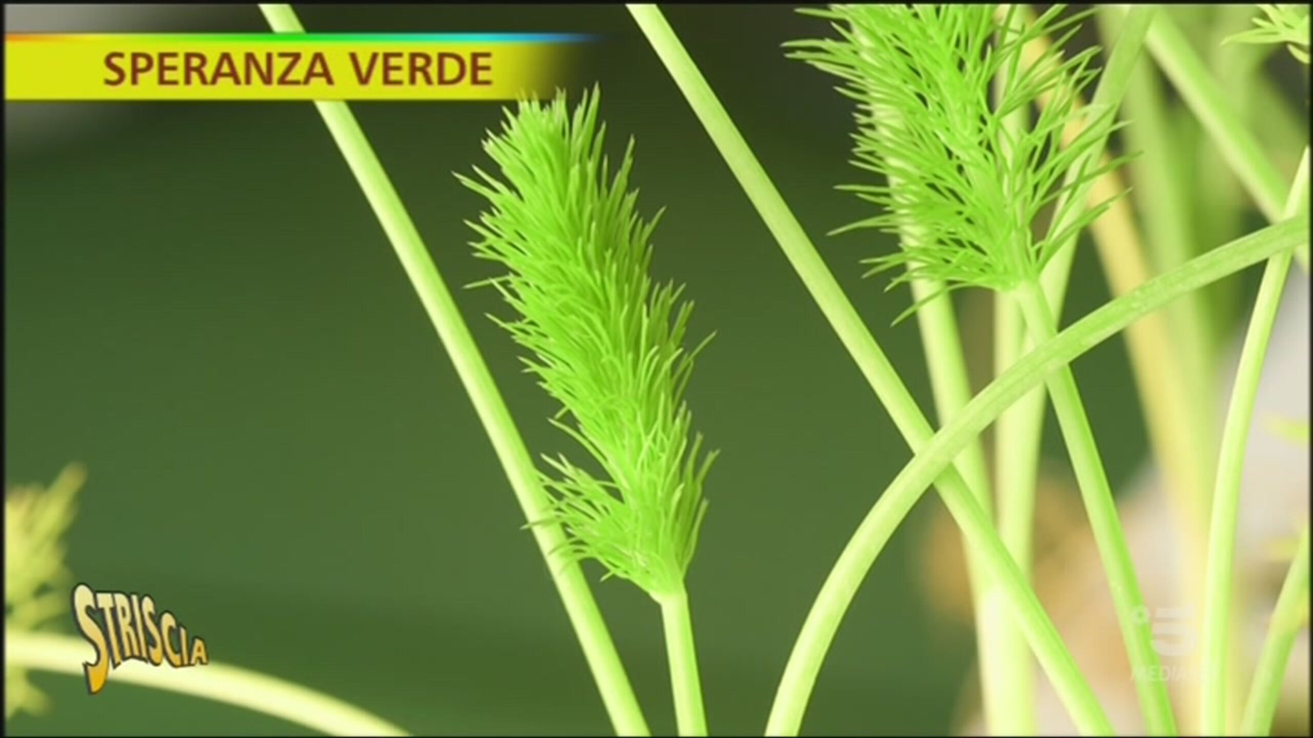 Finocchietto selvatico, dove si trova e come si utilizza - Striscia la ...