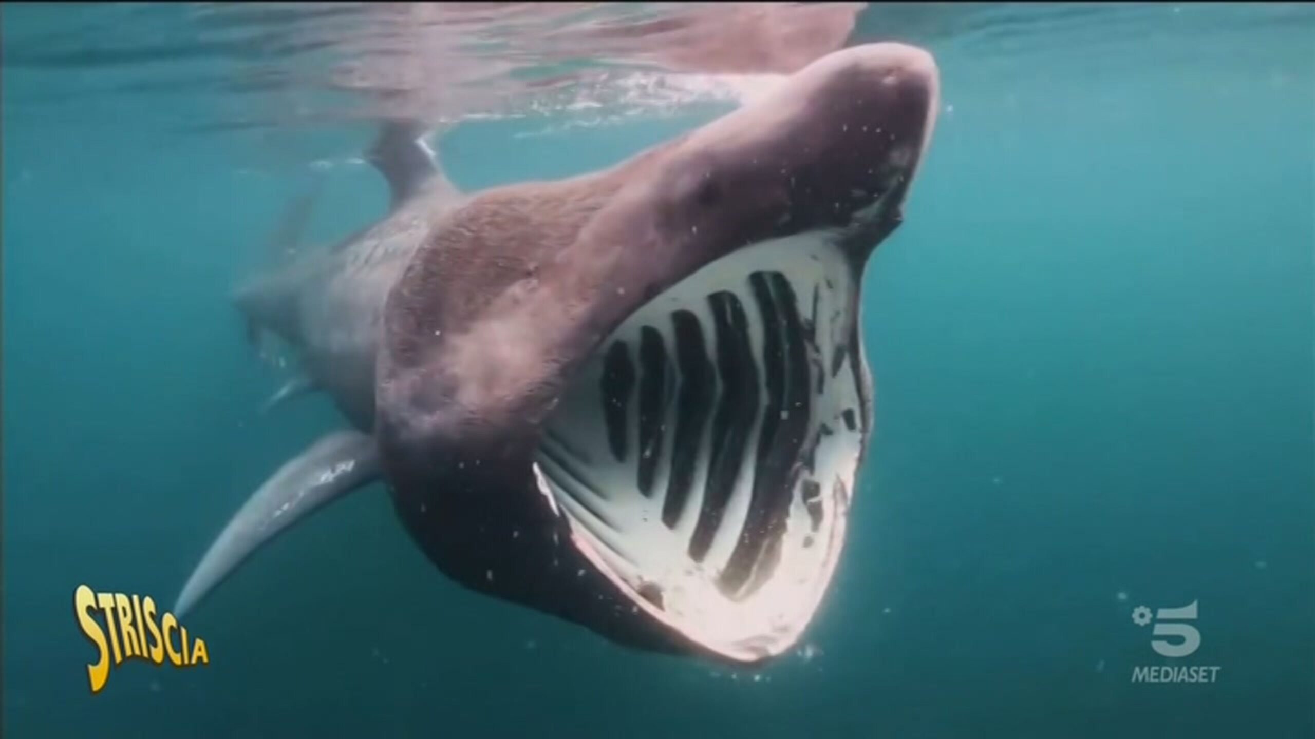 Squalo elefante in Italia, come proteggerlo - Striscia la notizia