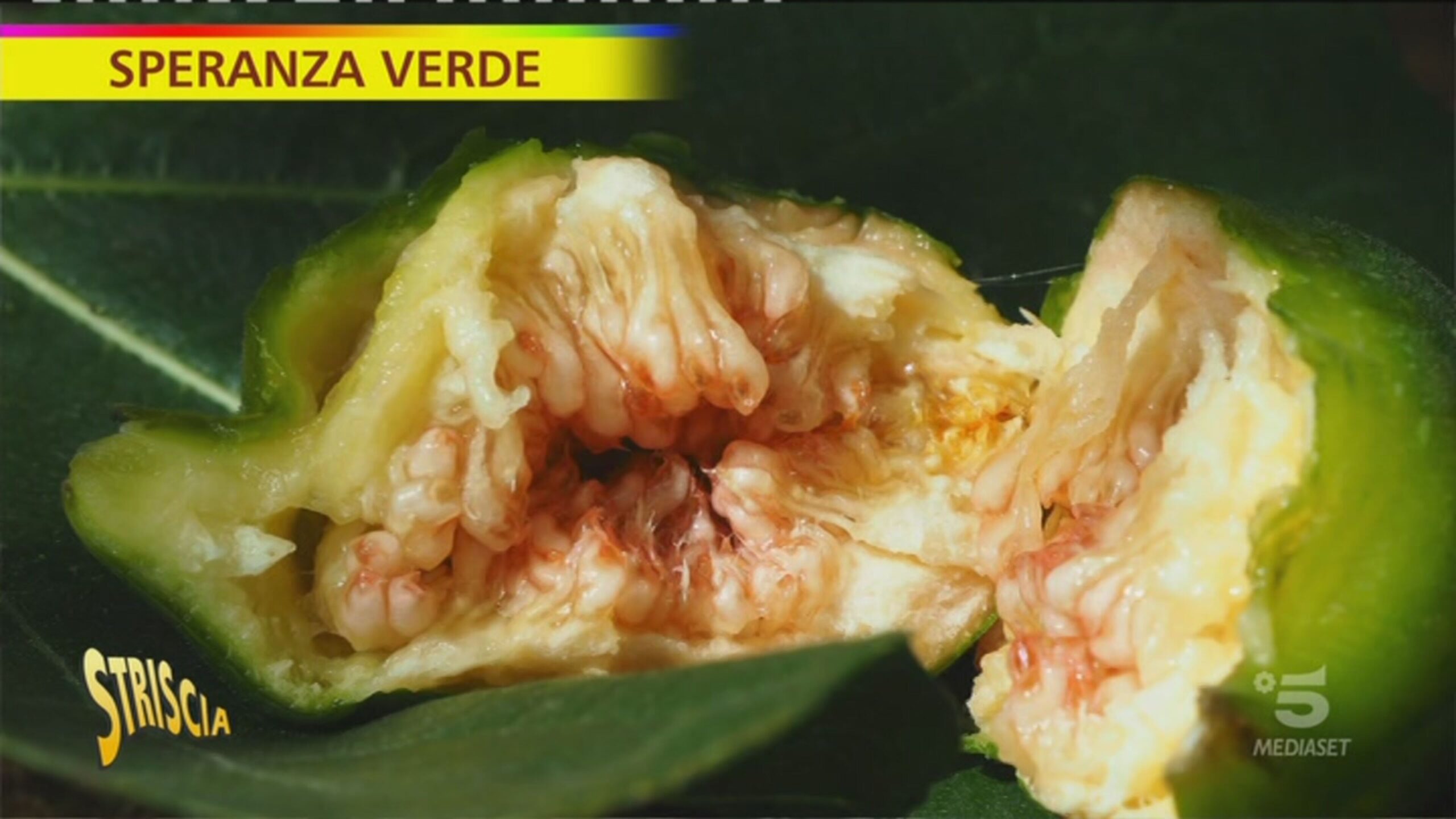 Fichi, origini e curiosità - Striscia la notizia