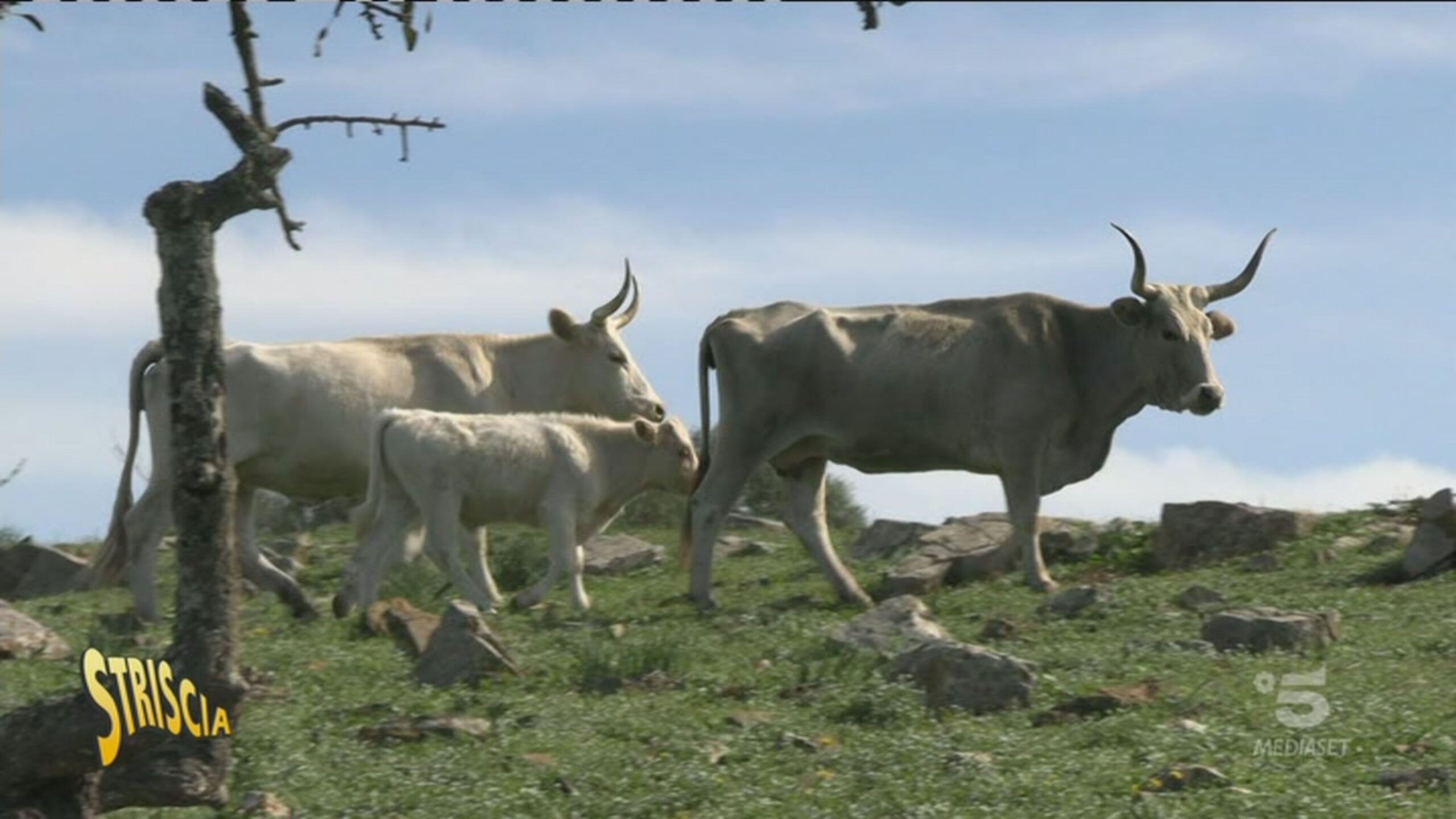 Casa “umida” da sedici anni - Striscia la Notizia