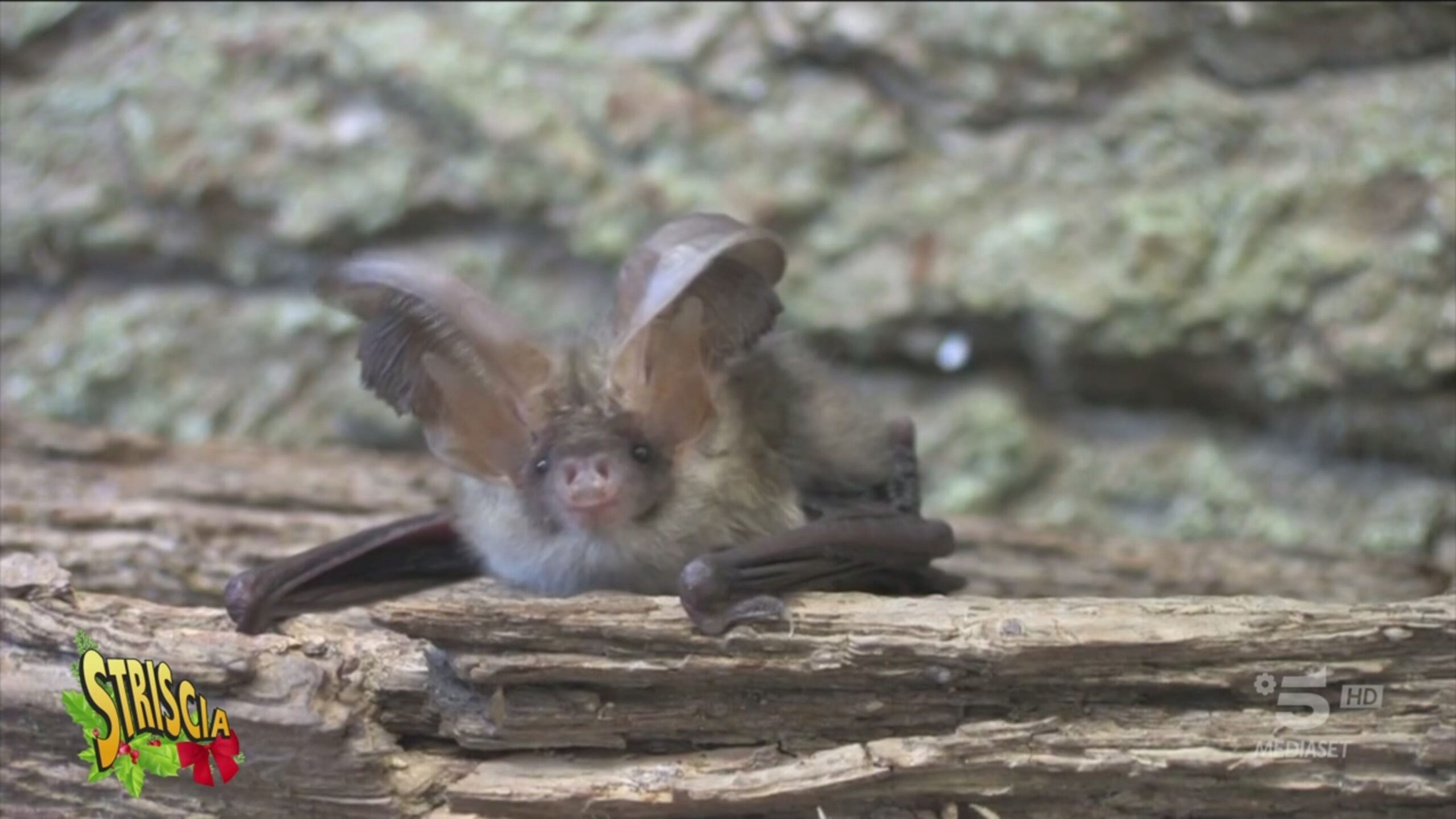 I pipistrelli sono tra i migliori amici dell’uomo - Striscia la notizia
