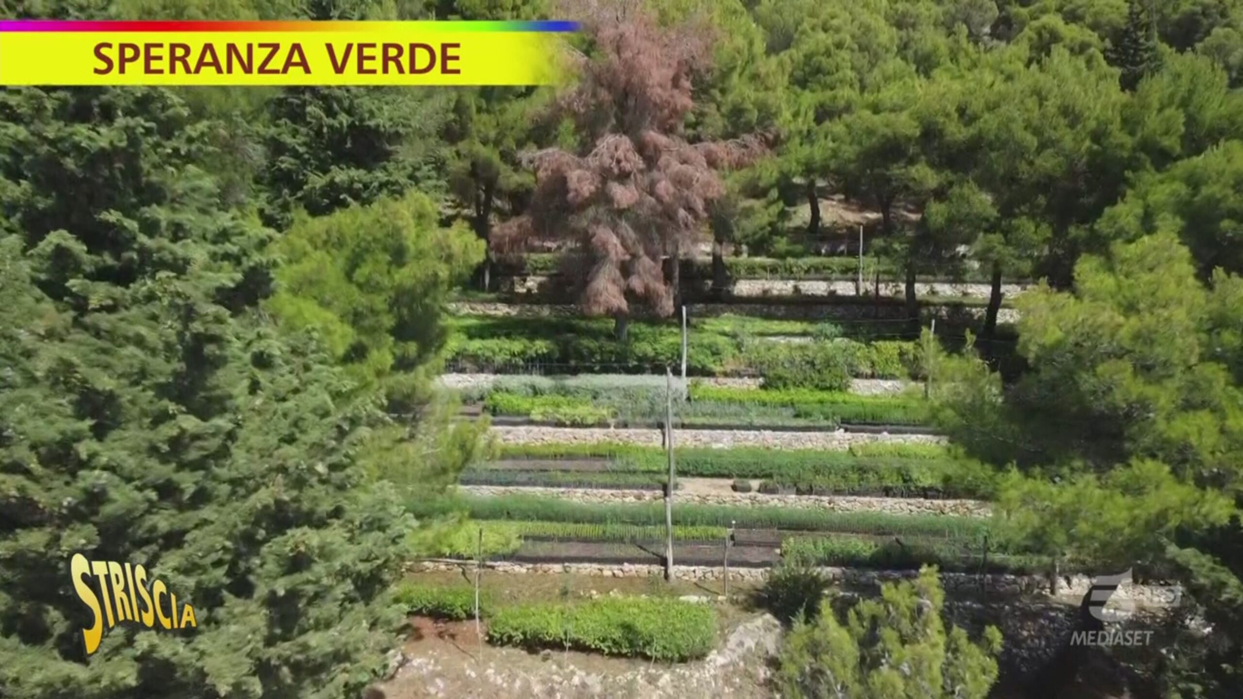 Il vivaio pugliese che cresce le piante per i boschi d’Italia ...