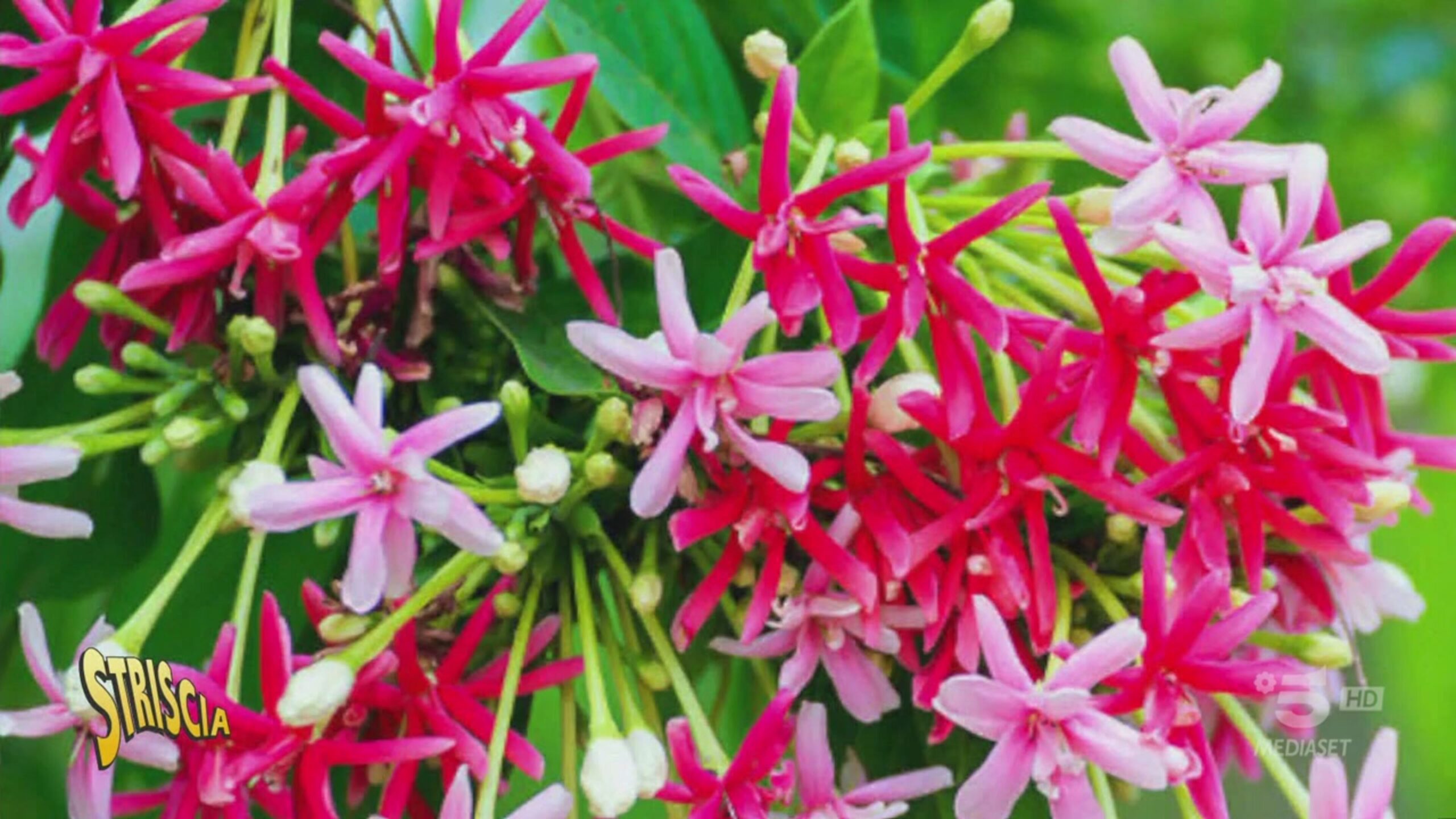 “Speranza verde”, la rampicante che cambia colore - Striscia la notizia