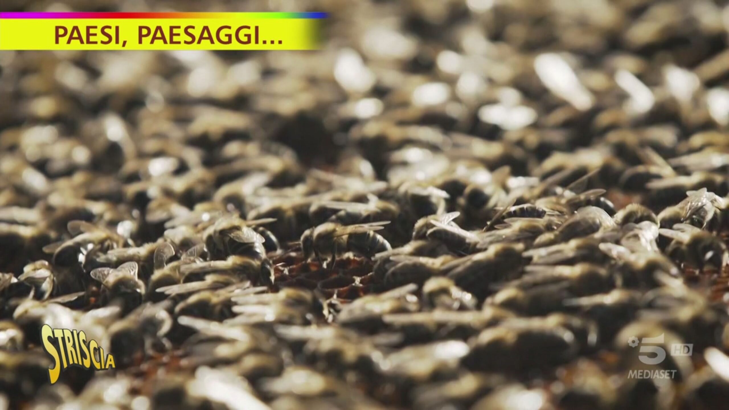 Alla scoperta dell’ape nera sicula - Striscia la notizia