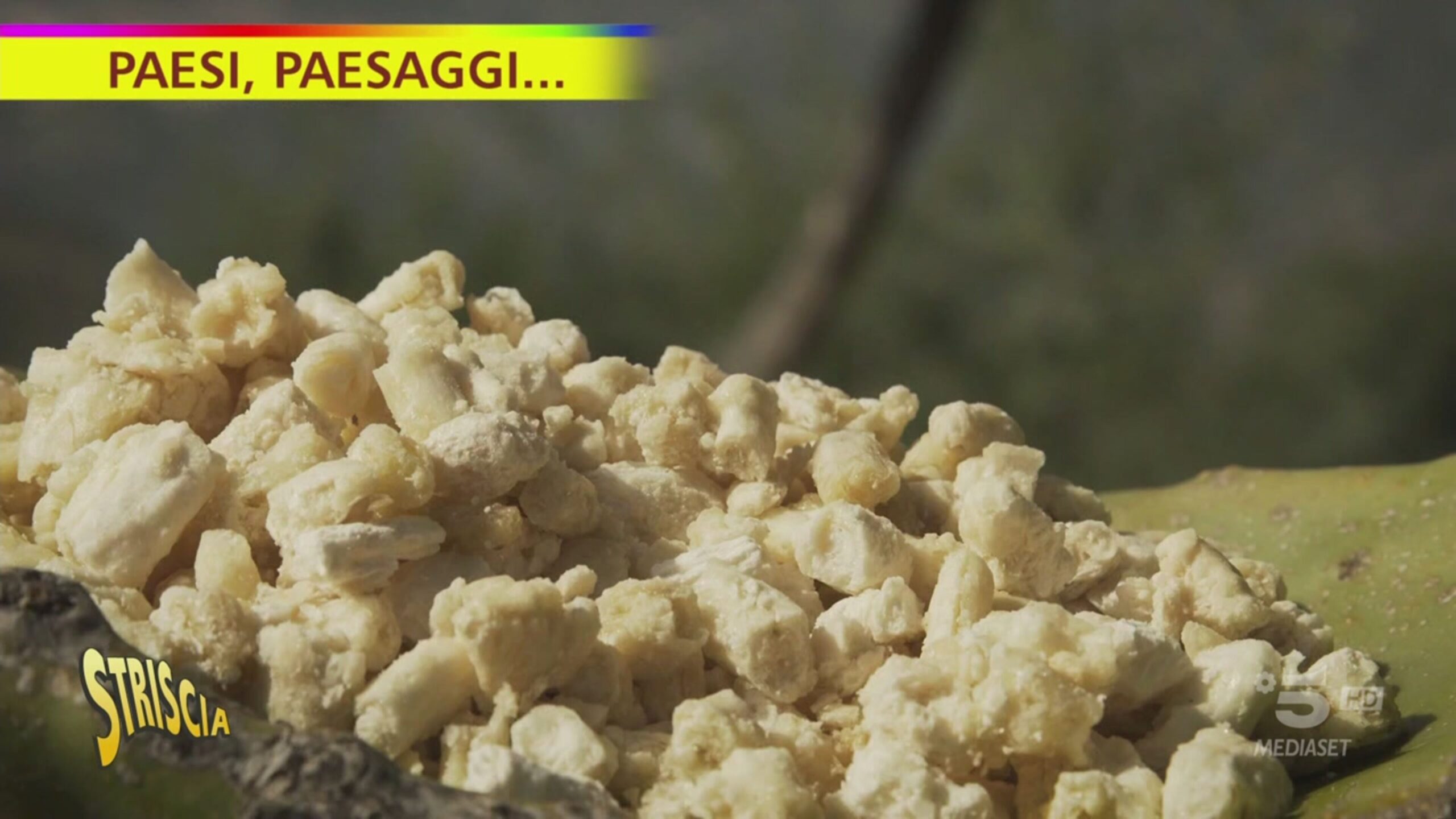 Davide Rampello e la manna delle Madonie - Striscia la notizia