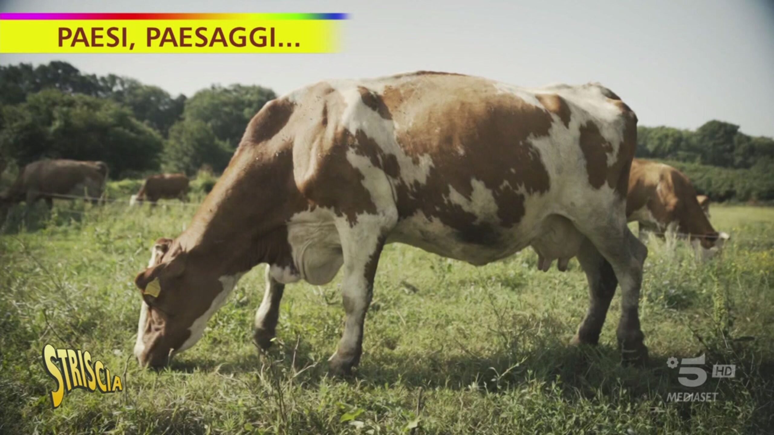 Davide Rampello e il pascolo rigenerativo nell’antica Sutri - Striscia ...